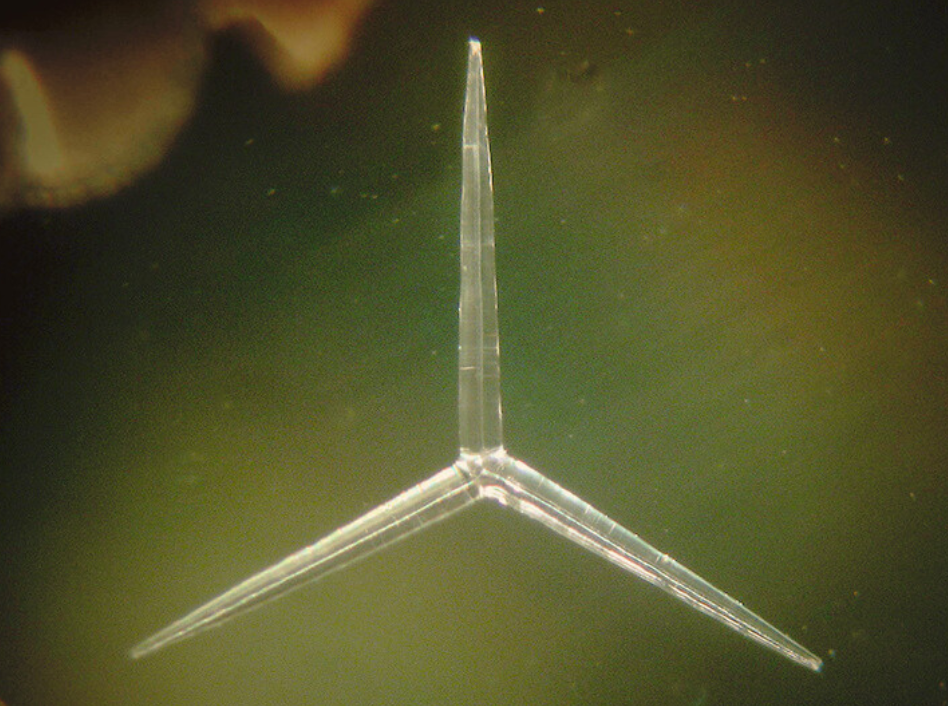 Spicules in Sponges : My Water Element - thought experiment